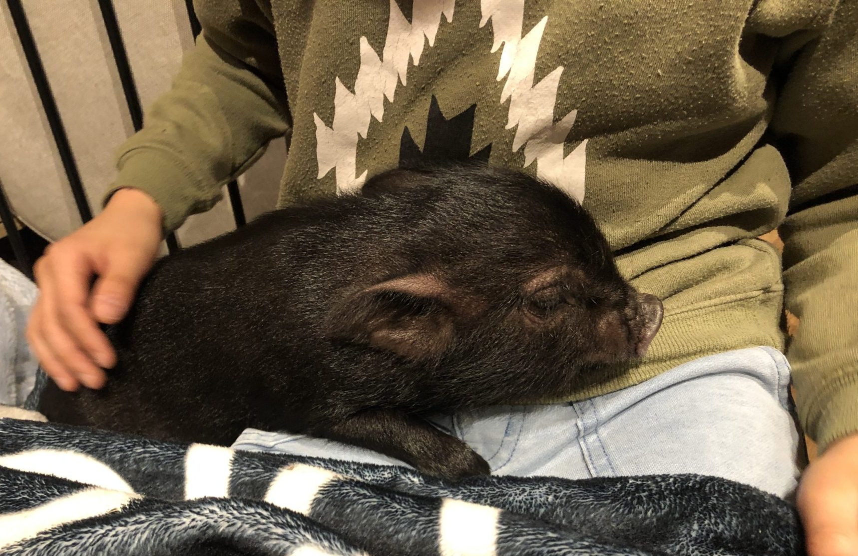 4/28更新、ご家族募集中のpig性格詳細 | pignic blog