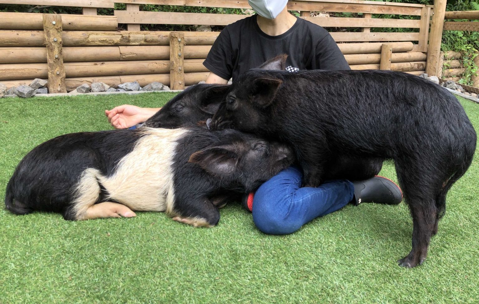 マイクロブタ飼育の基本 | pignic blog