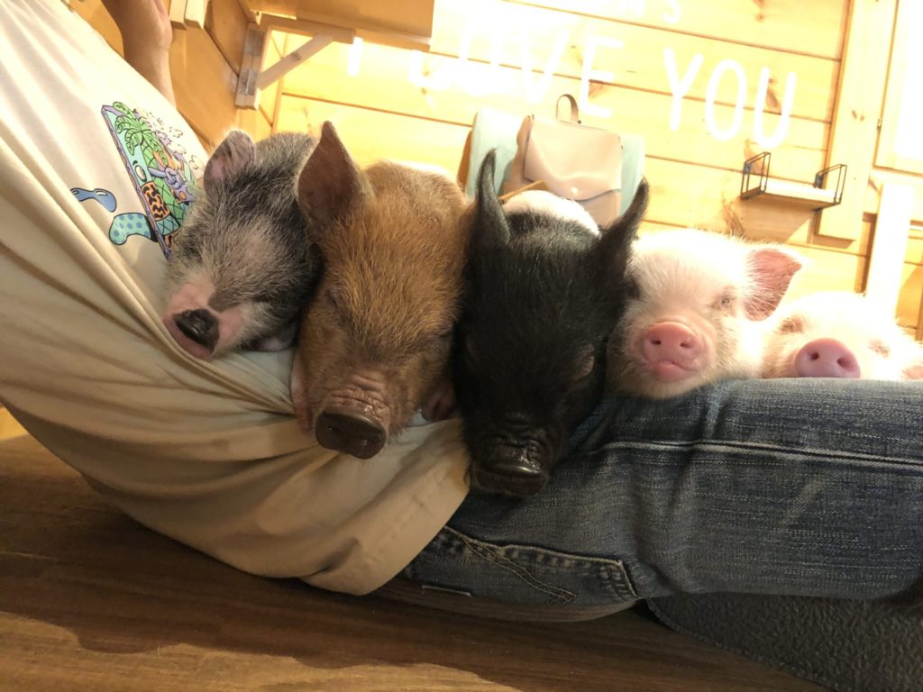 学校がつらい日は pignicへ！ | pignic blog