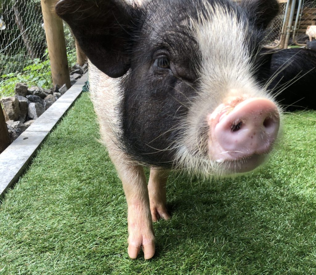 学校がつらい日は pignicへ！ | pignic blog