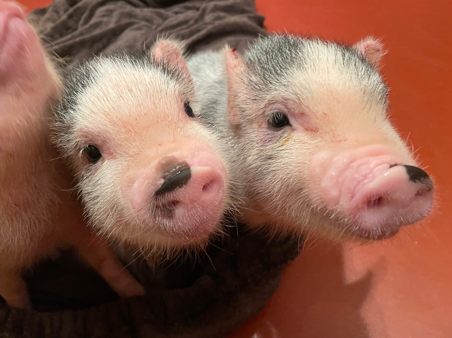 明日の「めざましテレビ」にpigちゃんが登場します！ | pignic blog