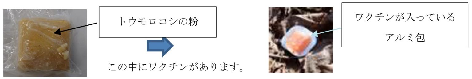 【動画公開】豚熱を予防する取り組み | pignic blog