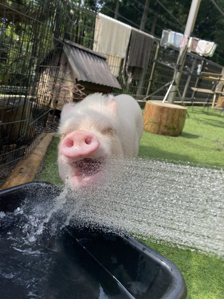 10/22(土)フジテレビ「土曜はナニする！？」に出演します | pignic blog