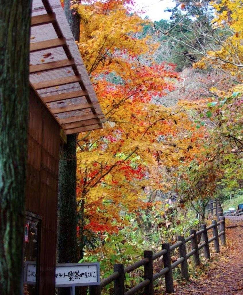 pignic近くの紅葉スポット | pignic blog