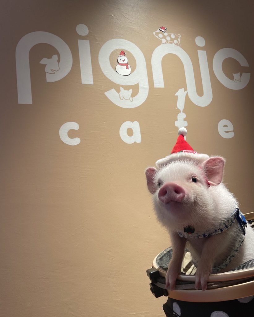pigちゃんにクリスマスケーキ！！ | pignic blog