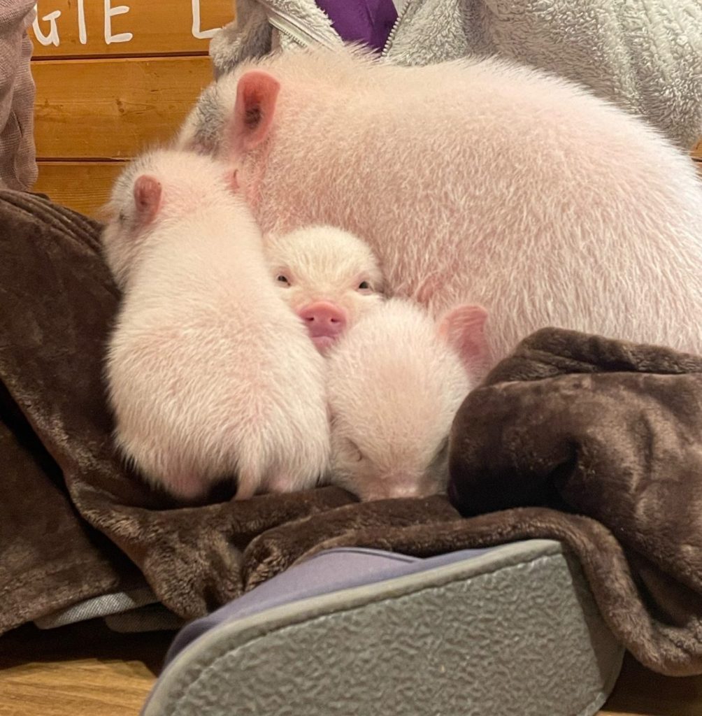 分割払いが開始いたしました🐷ご家族お迎え希望の方必見!! | pignic blog