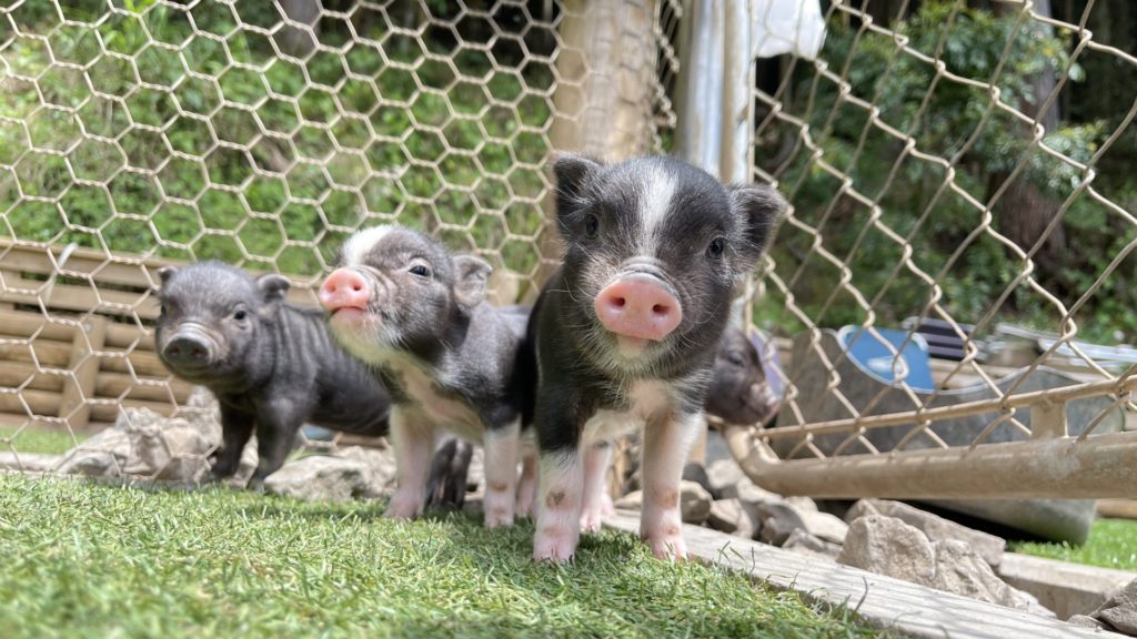 babyデビューしました🐷 | pignic blog
