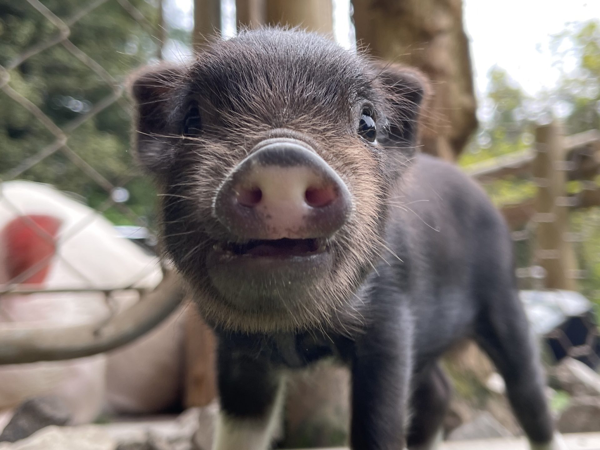 babyデビューしました🐷 | pignic blog