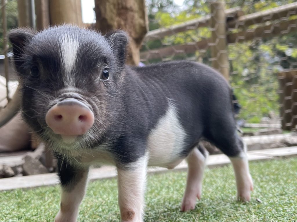 babyデビューしました🐷 | pignic blog