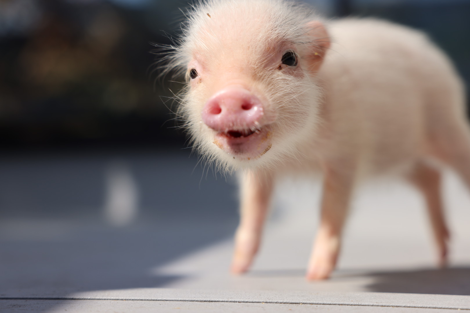 ベイビー紹介 ️in横浜店🌊 | pignic blog