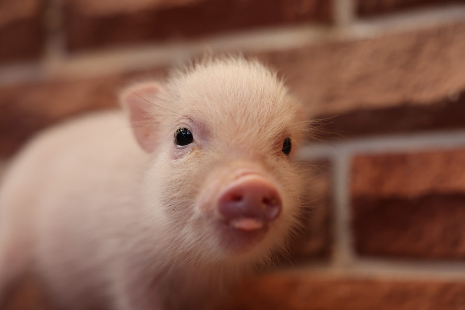 ベイビー紹介 ️in横浜店🌊 | pignic blog