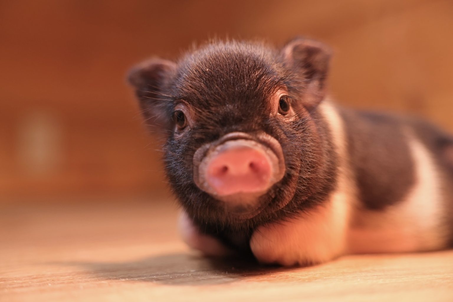 ベイビー紹介 ️in横浜店🌊 | pignic blog