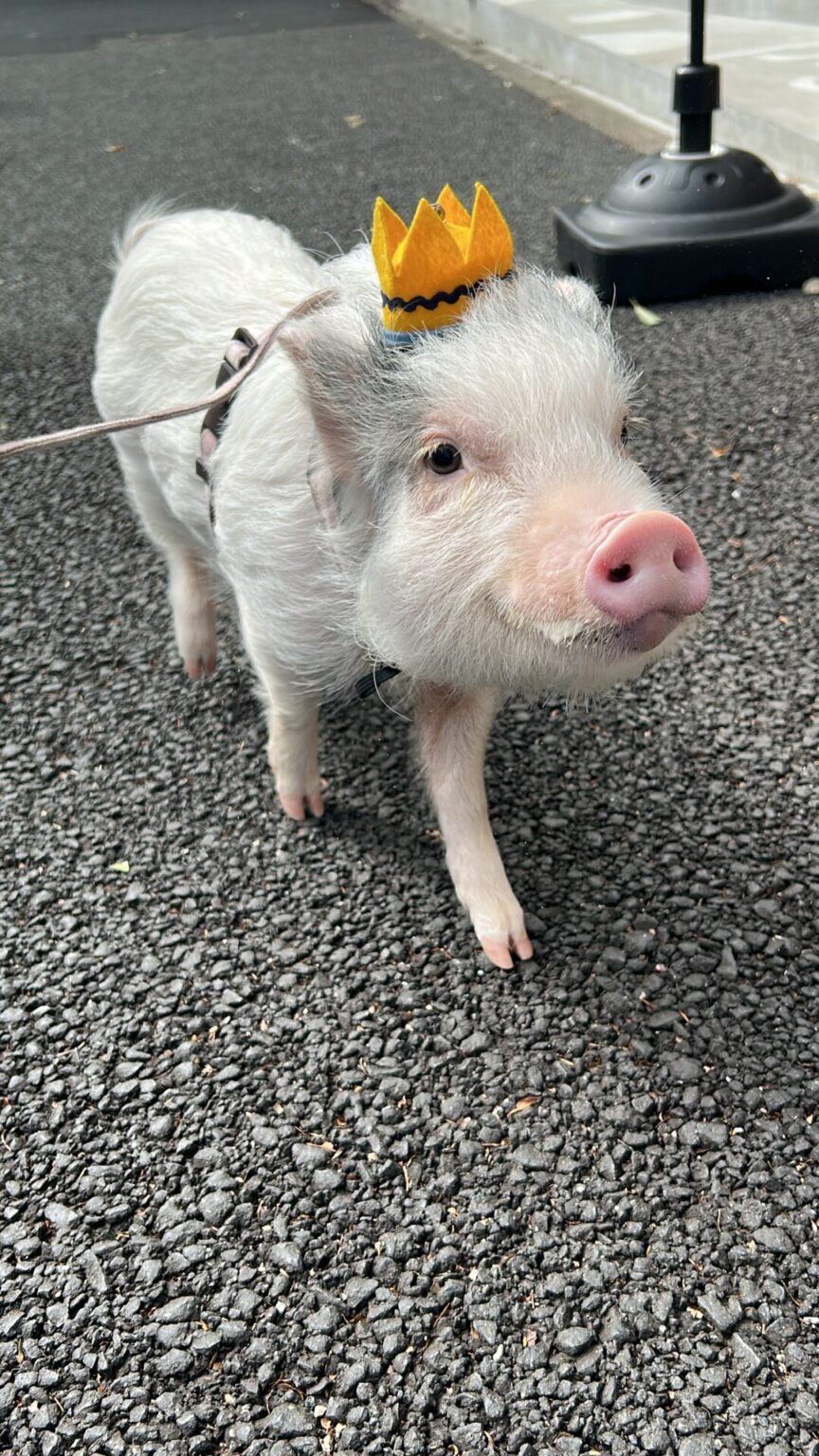 pigちゃんのおさんぽ集② | pignic blog