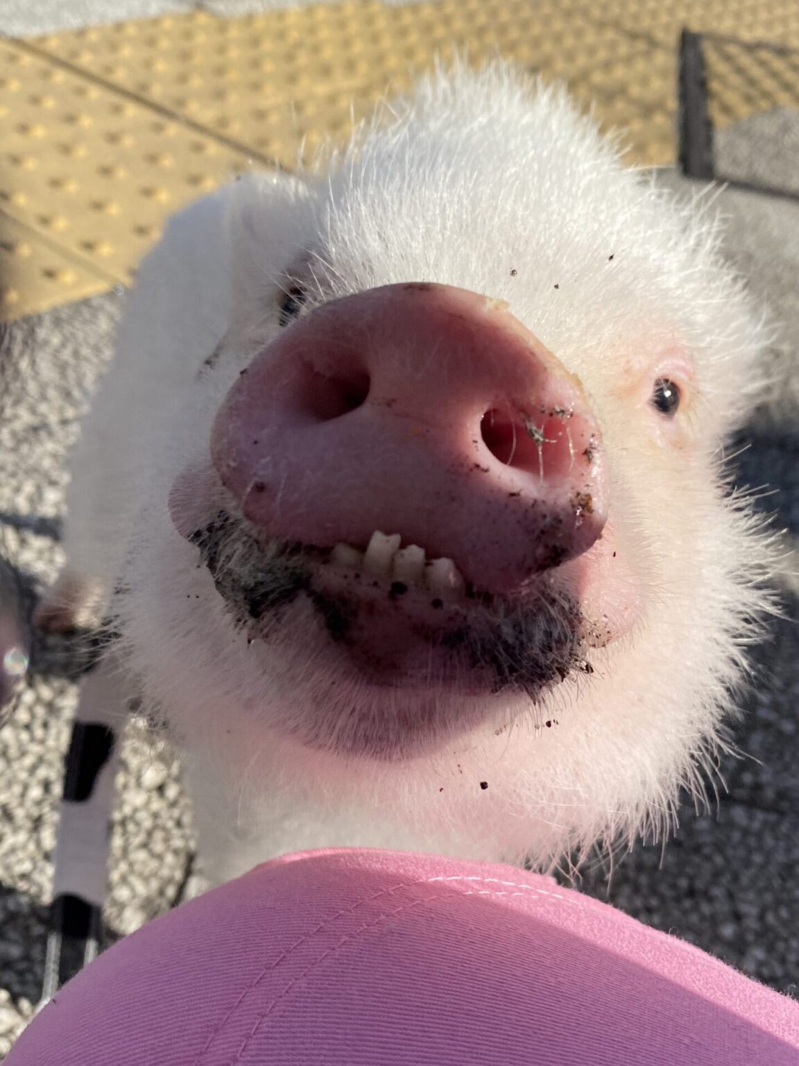 pigちゃんのおさんぽ集② | pignic blog