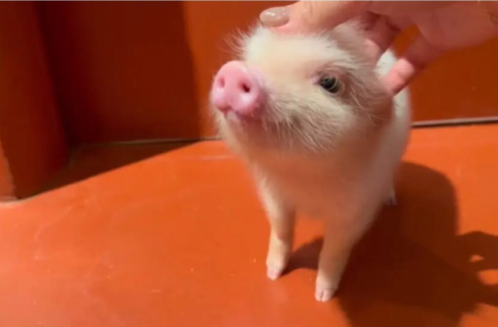 【代々木店】ベイビーデビューしました🐷🍼 | pignic blog