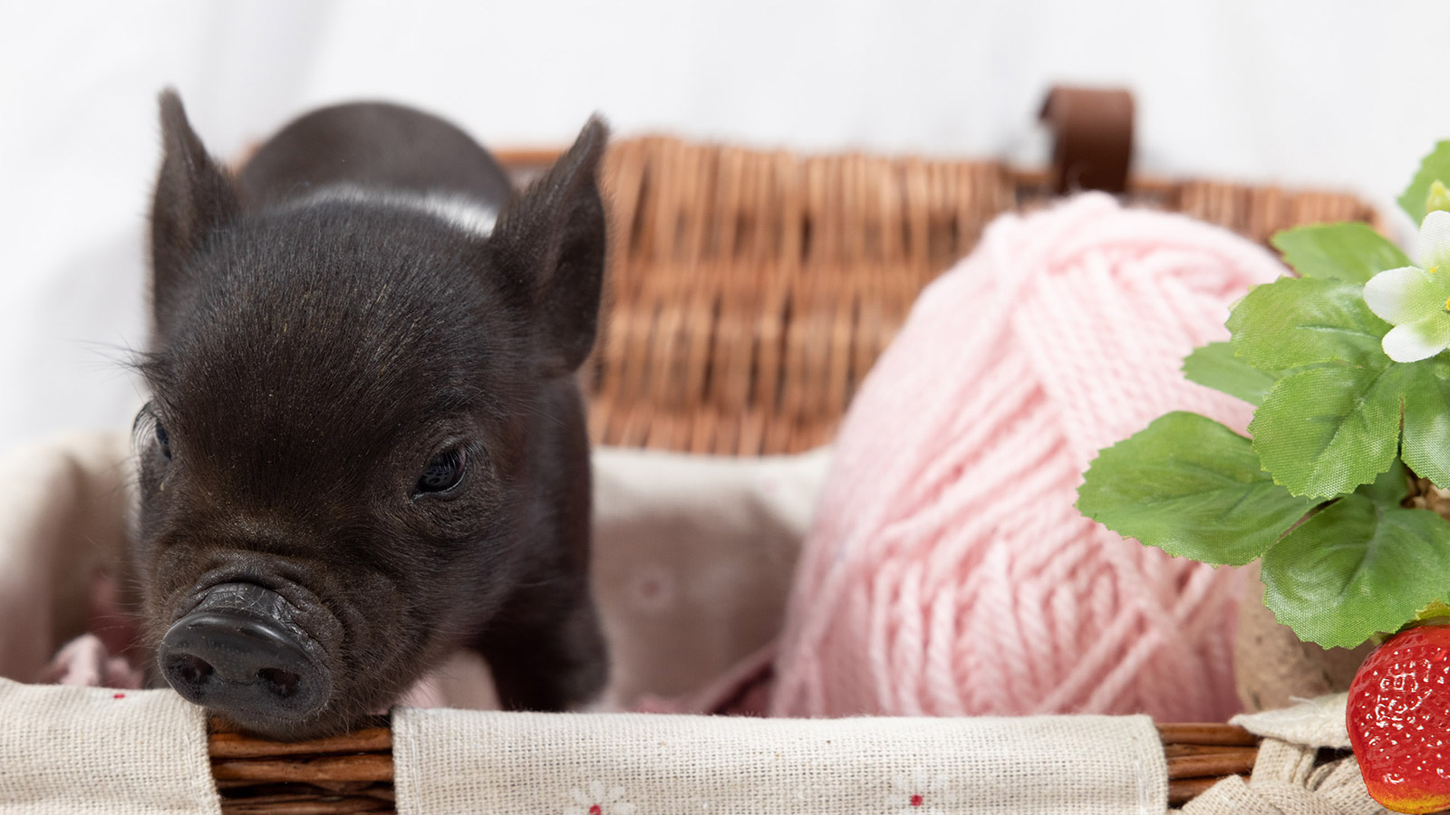 Micro Pig Strawberry